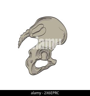 vector illustration of of the sacrum and lower back Stock Vector Image ...