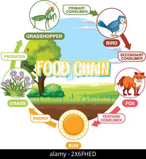 Depicts a simple food chain cycle Stock Vector Image & Art - Alamy