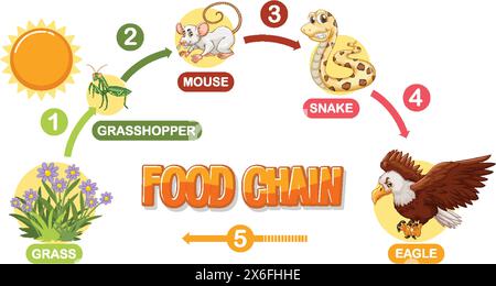 Depicts a simple food chain cycle Stock Vector Image & Art - Alamy