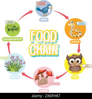 Depicts a simple food chain cycle Stock Vector Image & Art - Alamy