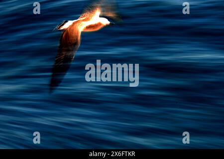 This is a shot taken of a seagull flying over the dunes in Hampton Bays ...