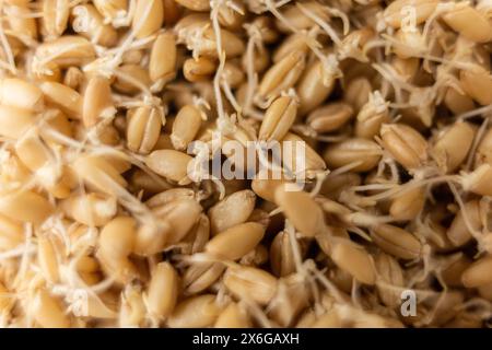 sprouted wheat for planting Stock Photo - Alamy