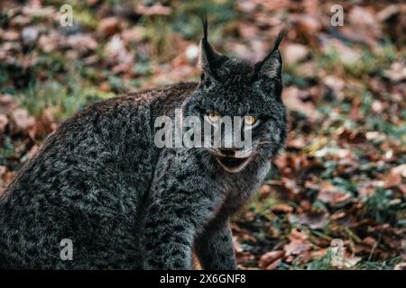 wildcat, lynx, lynxhead, cat, beautiful, wildlife, portrait, outdoor ...