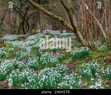 Woodland in the heart of Exmoor National Park Stock Photo - Alamy