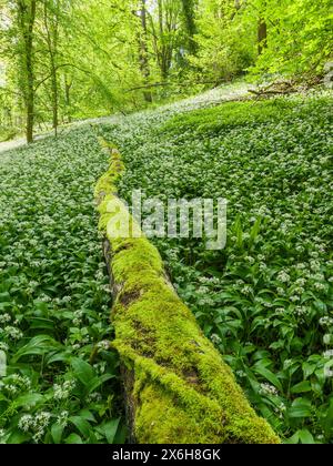 Wild garlic carpet in forest ready to harvest. Ramsons or bear's garlic ...