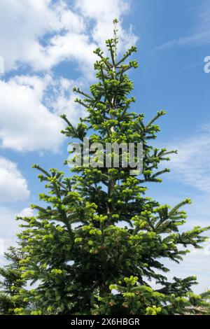 Nordmann fir tree, Abies nordmanniana tree, Caucasian fir tree ...