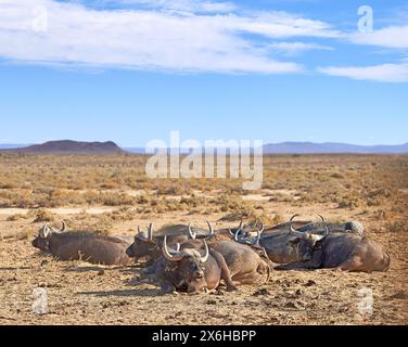 African buffalo in the bush. Calm buffalo during african safari ...
