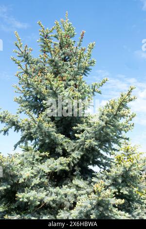 Silver blue conifers of Colorado Spruce, Picea Pungens f Glauca var ...