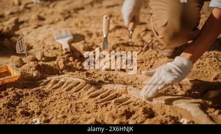 Paleontologist Cleaning Tyrannosaurus Dinosaur Skeleton with Brushes. Archeologists Discover ...