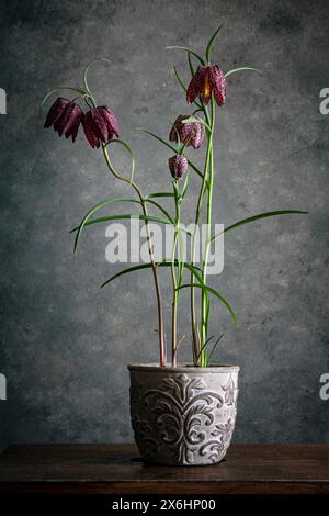 Checkered lily, Fritillaria meleagris Stock Photo - Alamy