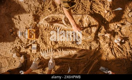 Top-Down View: Paleontologists Cleaning Tyrannosaurus Dinosaur Skeleton. Archeologists Discover ...