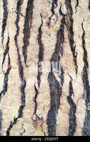 Ponderosa Pine (Pinus ponderosa) bark detail, Alpine Lakes Wilderness ...