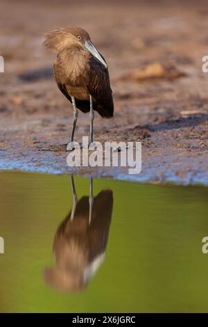 hamerkop, Hammerkopf, Schattenvogel, Ombrette africaine, Scopus ...
