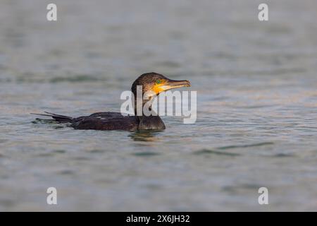 Great cormorant - CORMORAN GRANDE (Phalacrocorax carbo Stock Photo - Alamy