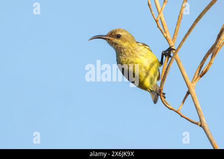 Grünbrust-Nektarvogel, Grünkehl-Nektarvogel, Hedydipna platura ...