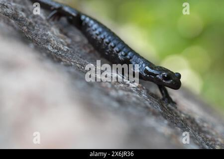 Alpine salamander (Salamandra atra), running on stone, Hohenschwangau ...
