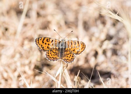 Perched Lesser Spotted Fritillary (Melitea trivia) at Pamukkale, Turkey ...