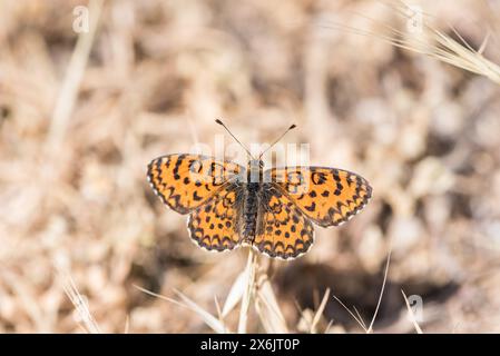 Perched Lesser Spotted Fritillary (Melitea trivia) at Pamukkale, Turkey ...