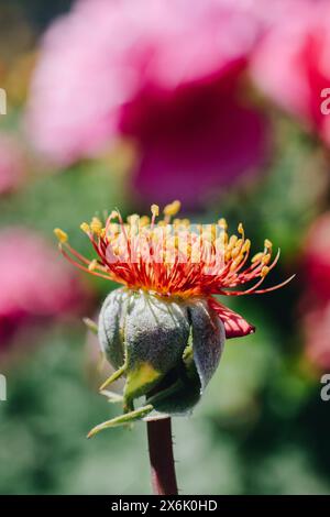 Rose flower without petals in the garden in spring Stock Photo - Alamy