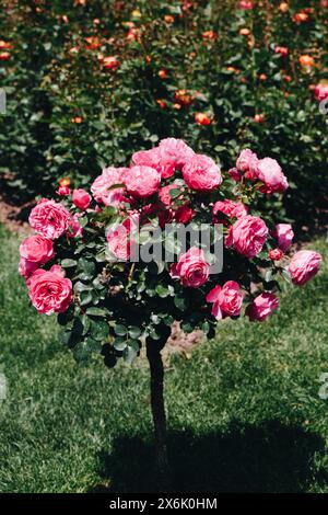 Rose tree with pink roses in a rose garden Stock Photo - Alamy
