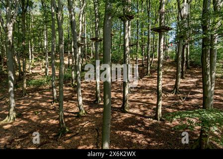 Platforms, ropes, rope ladders, suspension bridges, beech trees in the ...