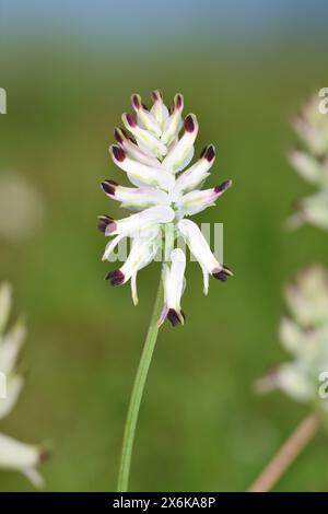 white ramping-fumitory (Fumaria capreolata Stock Photo - Alamy