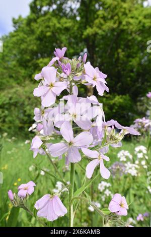 Dame's violet Hesperis matronalis Stock Photo - Alamy