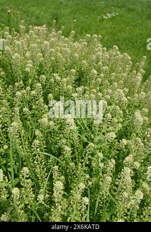 Field Pepperwort - Lepidium campestre Stock Photo - Alamy
