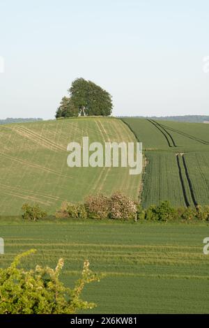 Wednesday 15th May 2024 - Views of Brightwell Barrow, Wittenham Clumps ...