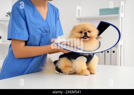 Female veterinarian putting cone on Pomeranian dog after sterilization ...