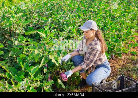 Positive woman harvesting ripe eggplant in farmer field Stock Photo - Alamy