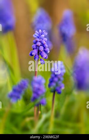 Grape hyacinths in spring light, Bavaria, Germany, Europe Stock Photo ...