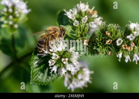 Busy bumblebee in spring, Bavaria, Germany Stock Photo - Alamy