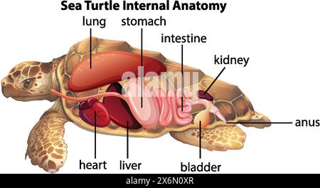 Internal anatomy of turtle with organs illustration Stock Vector Image ...