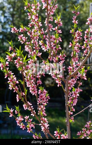 Peach (Prunus persica) Plantae Stock Photo - Alamy