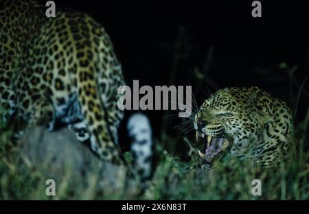 Adult male leopard snarling at a female photographed at night in the ...