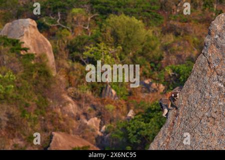 Madagascar wildlife, monkey two young. Ring-tailed Lemur, Lemur catta ...