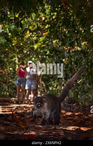 White-tailed coati (Nasua narica), adult, tail in the air, in a meadow ...
