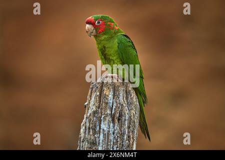 Mitred parakeet, Psittacara mitratus, red green parrot in nest clay ...