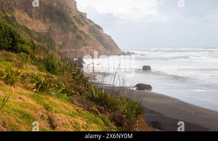 Native New Zealand Flax (Harakeke) flowers at Takapuna beach ...