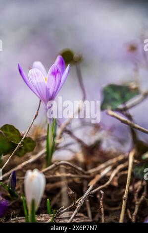Explosion of colors in the forest. Spring flowers bloom between shadow ...