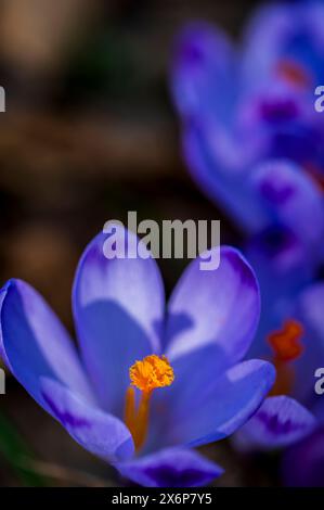 Explosion of colors in the forest. Spring flowers bloom between shadow ...