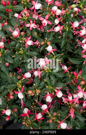 Fuchsia Standishii Flowers Stock Photo - Alamy