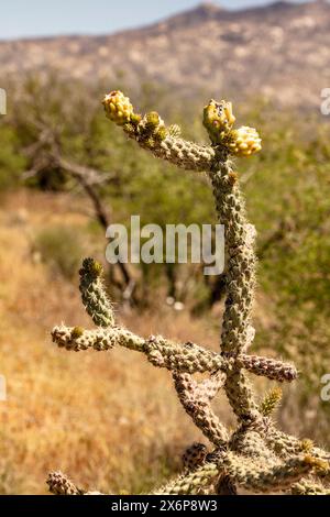 Chained-fruit Cholla, Cylindropuntia fulgida, Saguaro National Park ...