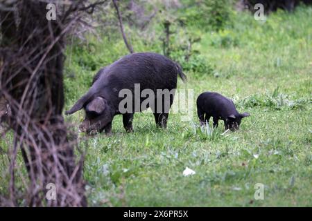 INDIGENOUS GREEK BLACK PIG Stock Photo - Alamy