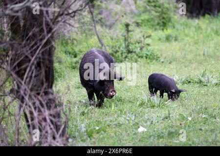 INDIGENOUS GREEK BLACK PIG Stock Photo - Alamy