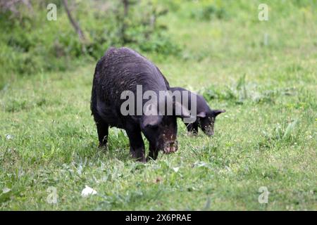INDIGENOUS GREEK BLACK PIG Stock Photo - Alamy
