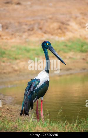 The black-necked stork is a tall long-necked wading bird in the stork ...