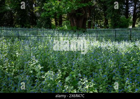 Green Alkanet, Pentaglottis sempervirens, also known as Evergreen ...