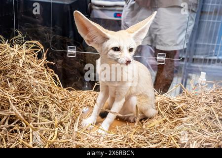 Arabian red fox or Fennec fox or desert fox, cute little fox and tiny ...